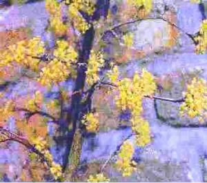 A la rencontre de la Garrya elliptica des inflorescences suspendues ...