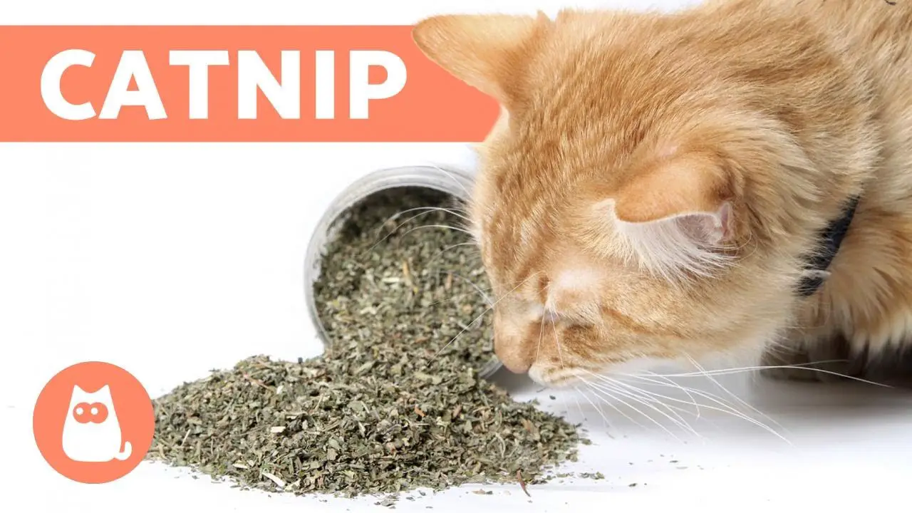 Benefícios da Catnip - Como usar as plantas catnip - Noticias De Jardim