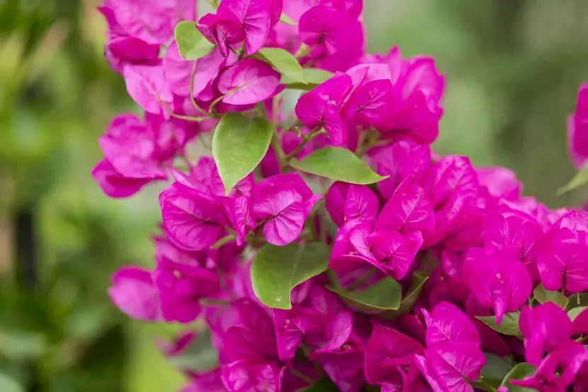 Bougainvillea, Buganvilla ou Bugambilia - Noticias De Jardim