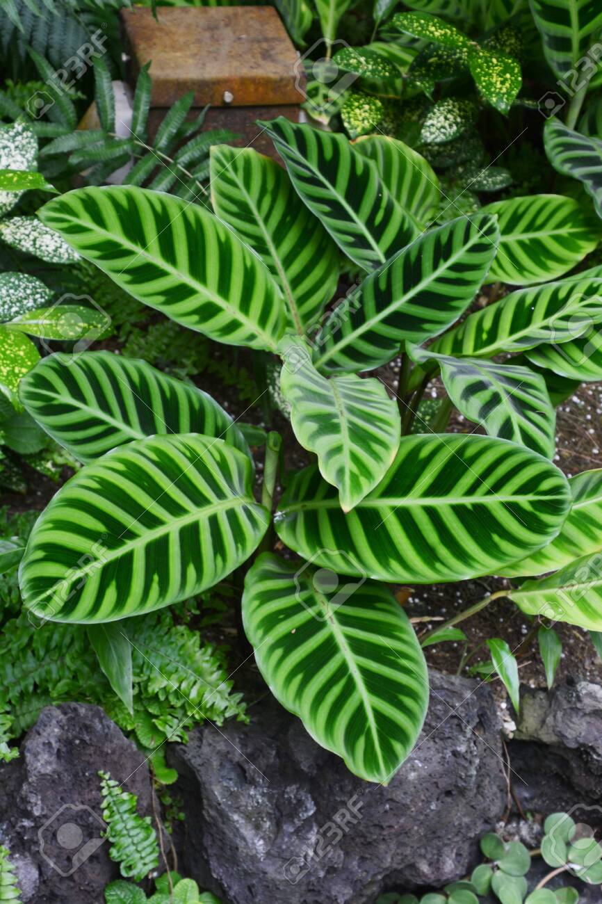 Calathea Zebra Plants - Noticias De Jardim