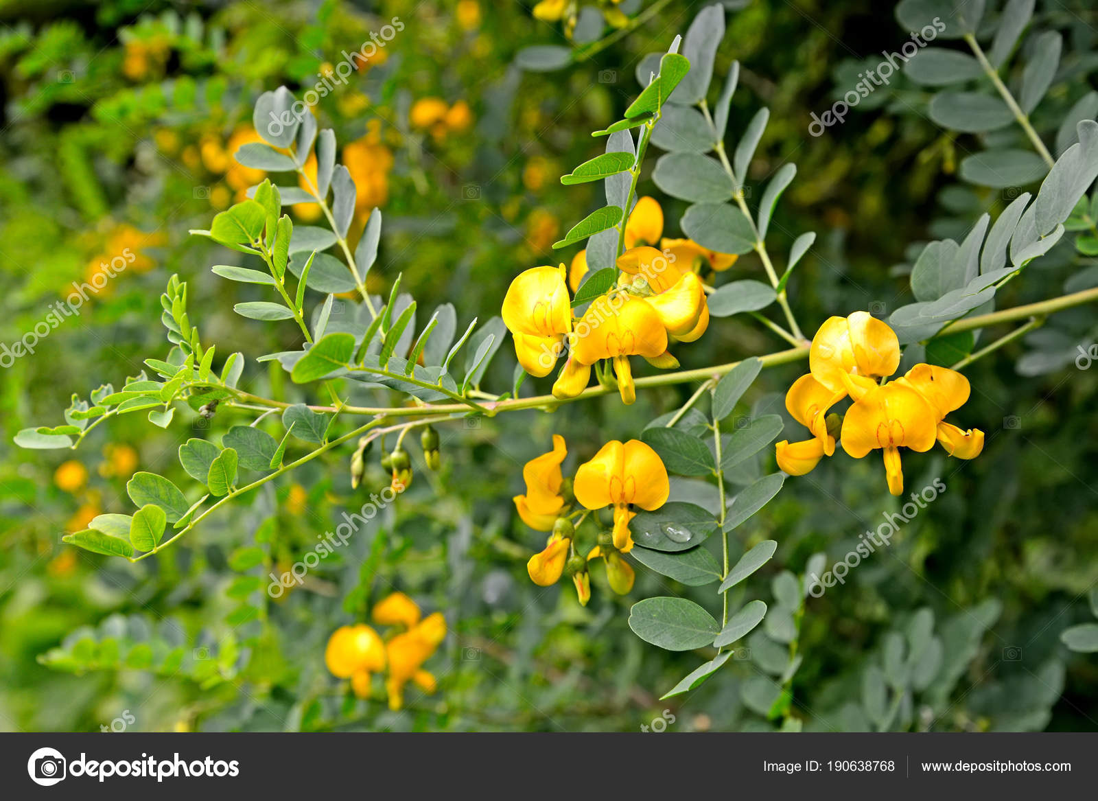 Caragana arborescens Acácia Amarela, Caragana Siberiana, Ervilhas ...