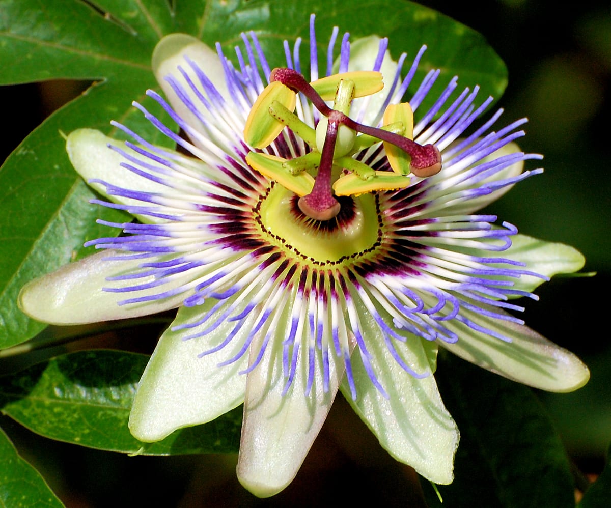 Como é que Passiflora edulis é cultivada em vasos? - Noticias De Jardim Como é que Passiflora edulis é cultivada em vasos? - Noticias De Jardim