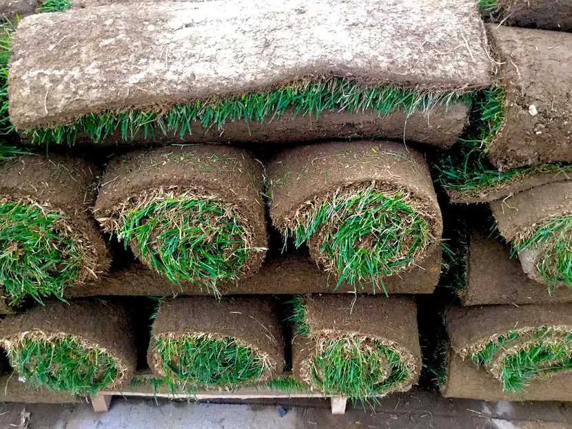 Como semear sementes de relva para um relvado perfeito - Noticias De Jardim