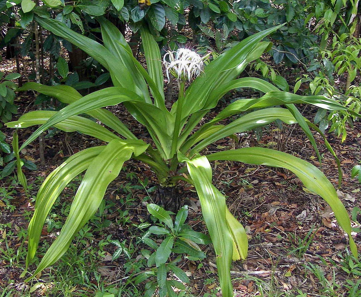 Crinum pedunculatum Marsh Lily, Mangrove Lily, Giant Crinoid - Noticias ...