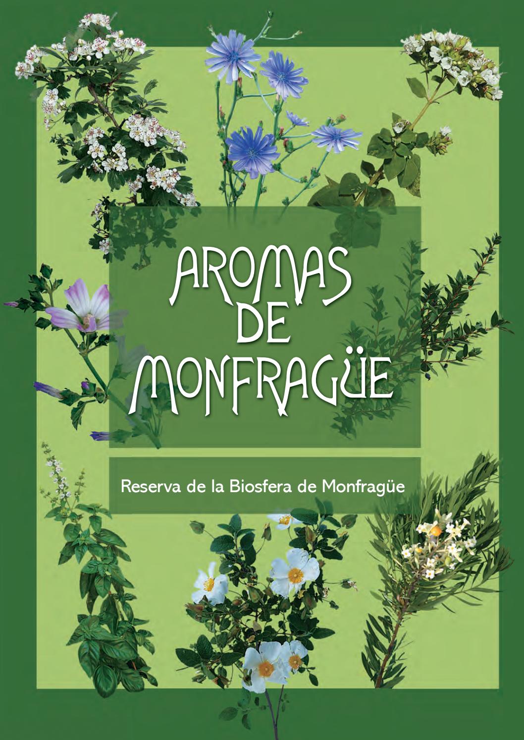 Cuidados a ter com a planta Teucrium fruticans, Salvia amarga ou ...