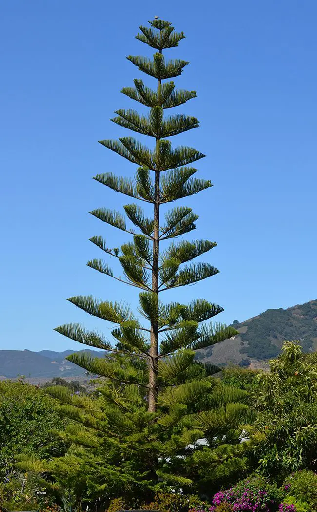 Cuidados com a planta Araucaria heterophylla ou pinheiro de Norfolk ...