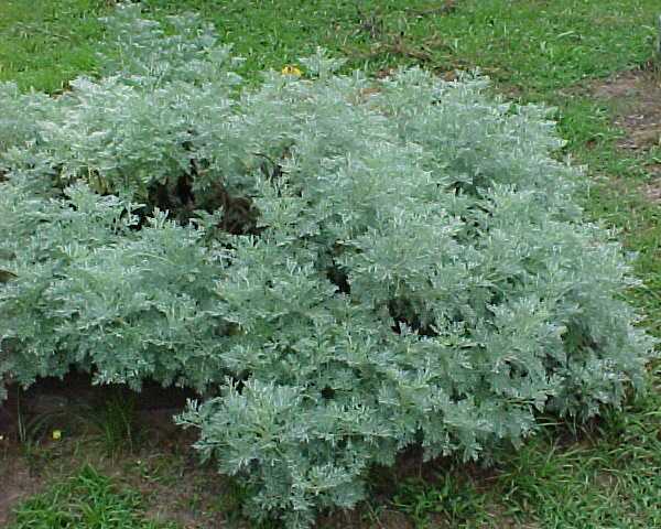 Cuidados com a planta Artemisia absinthium ou absinto - Noticias De Jardim