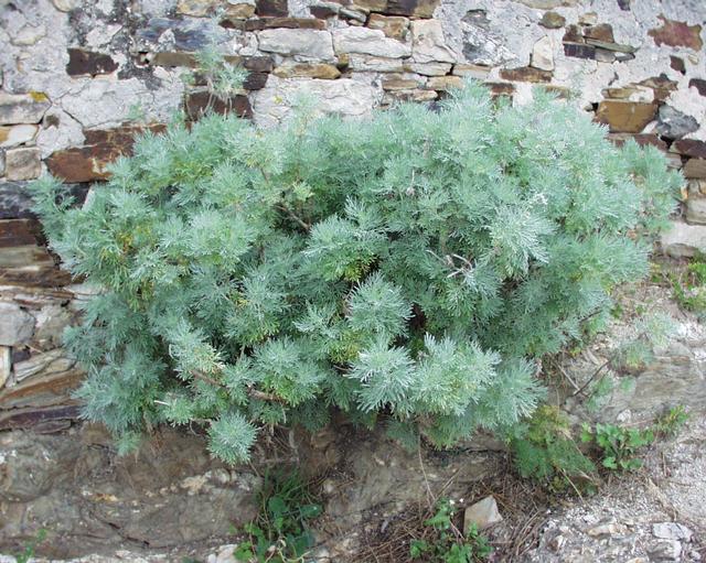 Cuidados com a planta Artemisia arborescens ou absinto - Noticias De Jardim