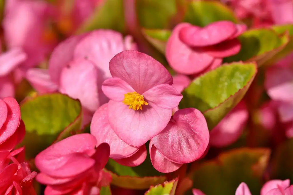 Cuidados com a planta Begonia semperflorens ou Sugar Flower - Noticias ...