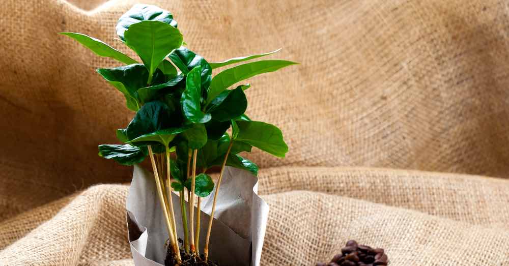 Cuidados com a planta do café - Noticias De Jardim