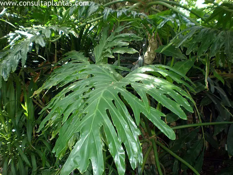 Cuidados com a planta Philodendron selloum ou Filodendro paraguayo ...