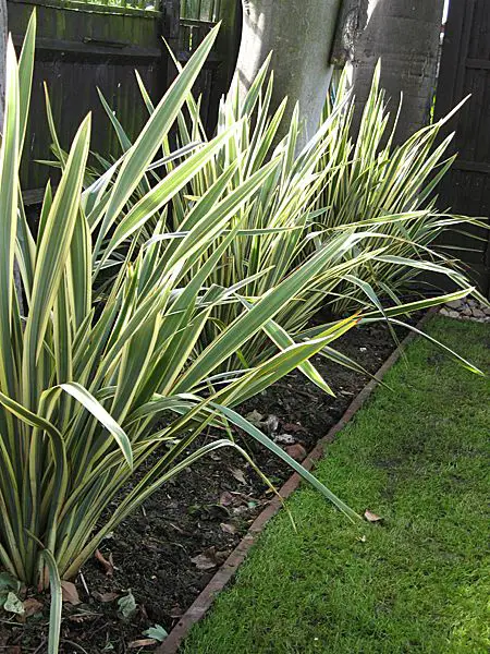 Cuidados com a planta Phormium tenax, New Zealand Flax ou Formio ...
