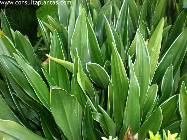 Cuidados com a planta Rohdea japonica ou Rodea - Noticias De Jardim