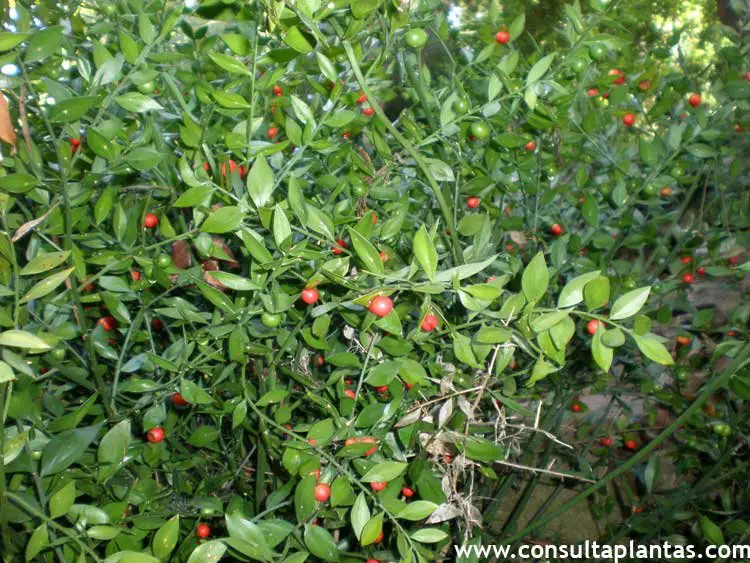Cuidados com a planta Ruscus aculeatus ou Rusco - Noticias De Jardim