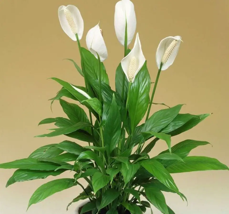 Cuidados com a planta Spathiphyllum wallisii ou Espatifilo - Noticias ...