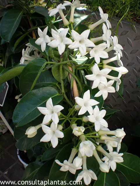 Cuidados com a planta Stephanotis floribunda ou Jasmim de Madagáscar ... Cuidados com a planta Stephanotis floribunda ou Jasmim de Madagáscar ...