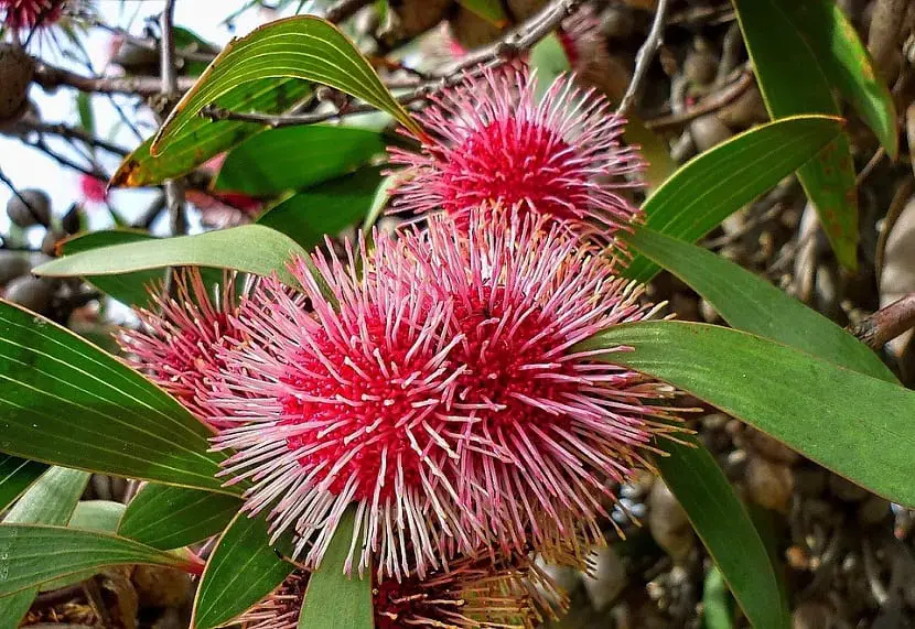 Cuidados com Hakea laurina, Hakea alfiletero ou Arbusto Emú - Noticias ...