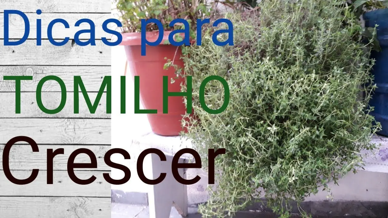 Tipos de plantas de tomilho: Variedades de tomilho para o jardim ...