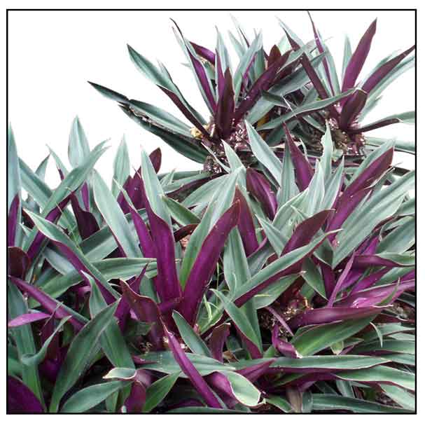 Entretien de la plante Tradescantia spathacea, Rhoeo discolor ou Reo ...