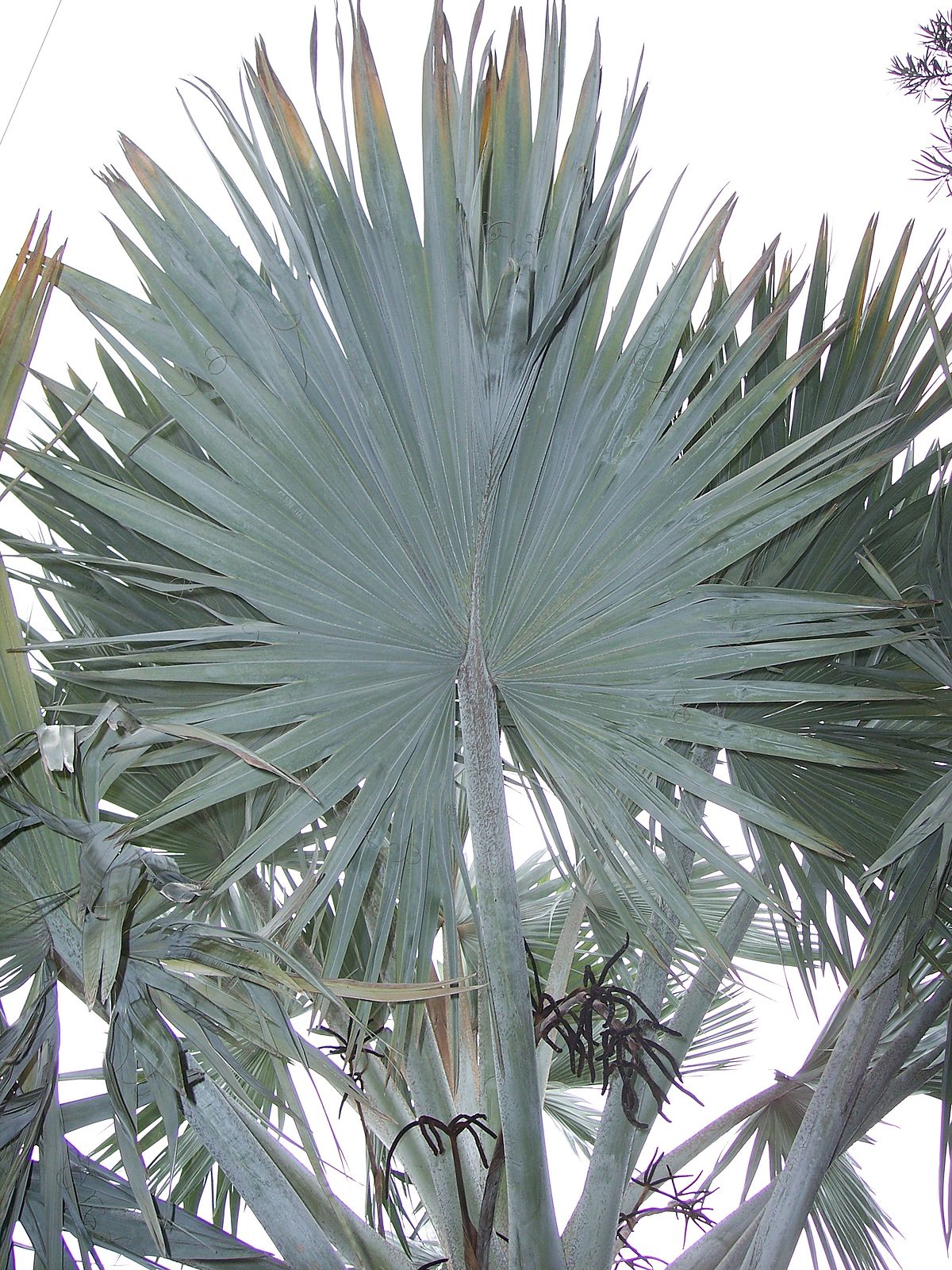 Fan Palms Information - Noticias De Jardim