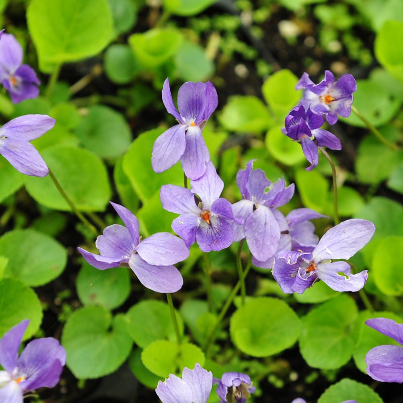 Fragrant Violet, March Violet, Berry Violet - Noticias De Jardim
