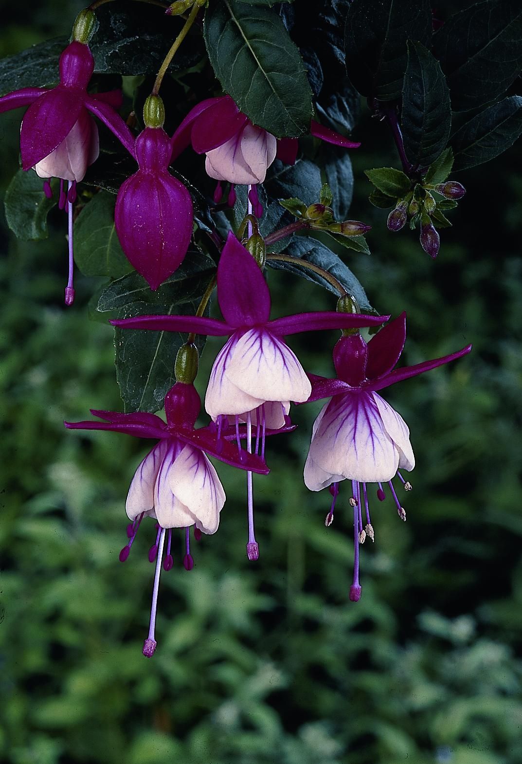 Fuchsia paniculate, Fuchsia flor lilás - Noticias De Jardim