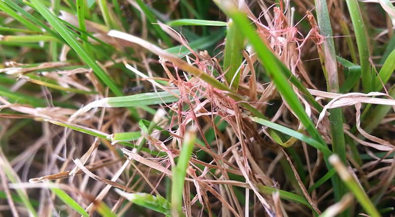 HERBE FIL ROUGE : IDENTIFICAÇÃO E TRAITEMENT - Noticias De Jardim