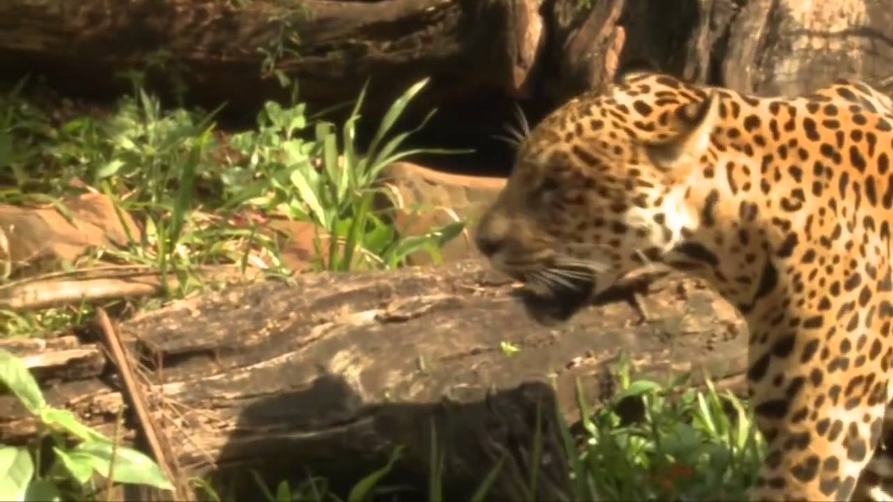 Leopardo agave, tubérculo mexicano - Noticias De Jardim