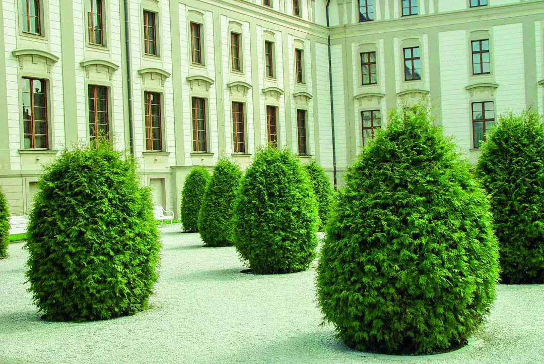 Limpe os arbustos e as sebes! Alguns passos para o levar a ...