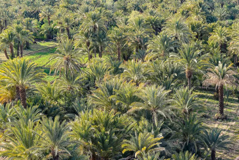 Palma da data da montanha - Noticias De Jardim