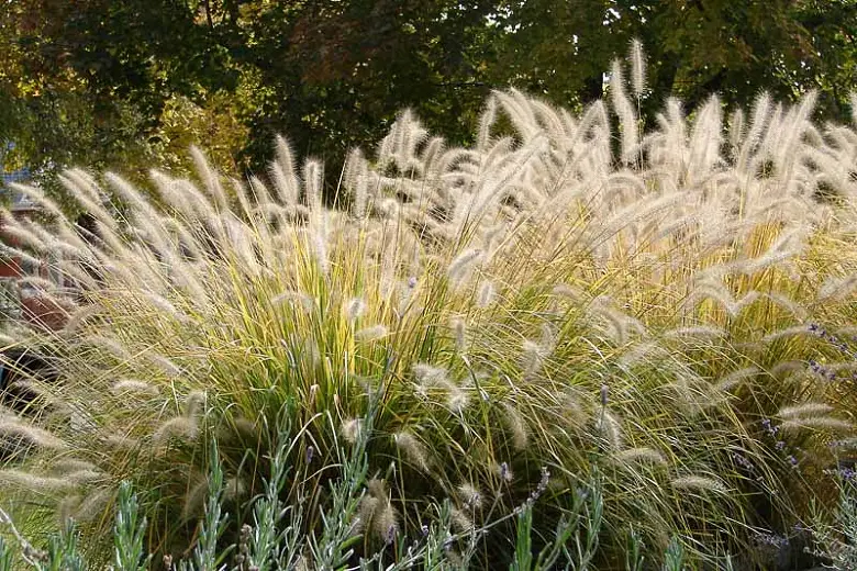 Pennisetum, Foxtail ou Foxtail Care - Noticias De Jardim