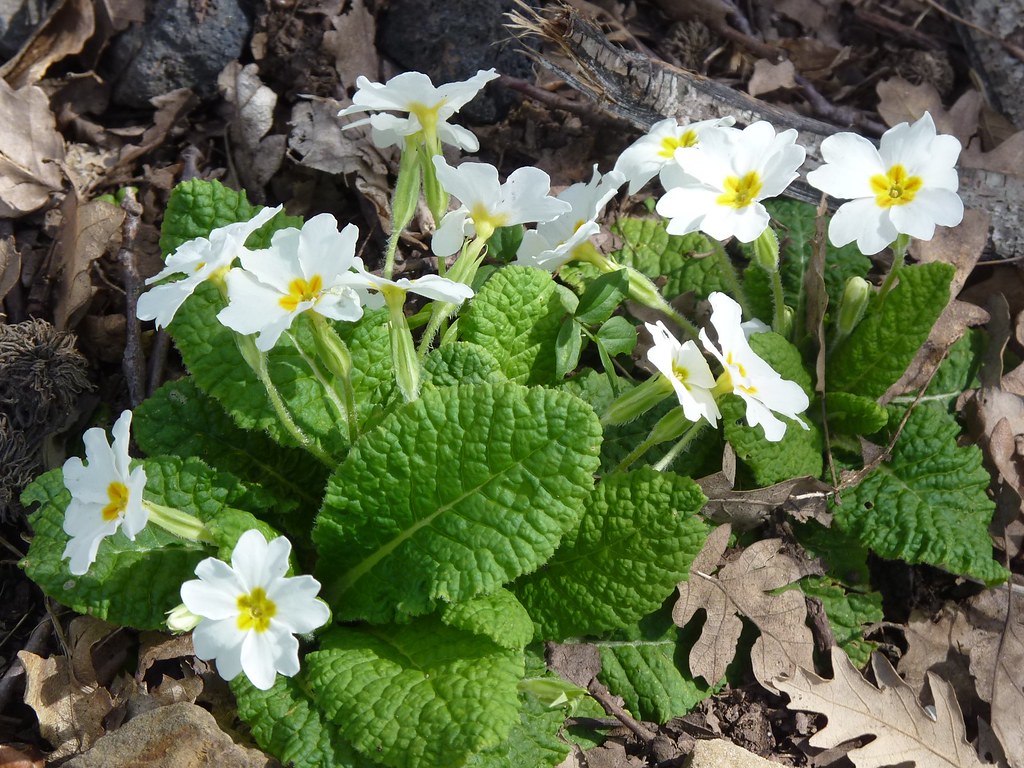Primula da floresta - Noticias De Jardim