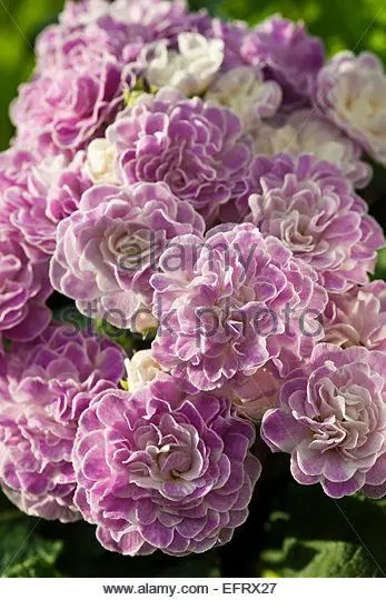 Primula vulgaris var. Belarina Double primula, Primula double Belarina ...