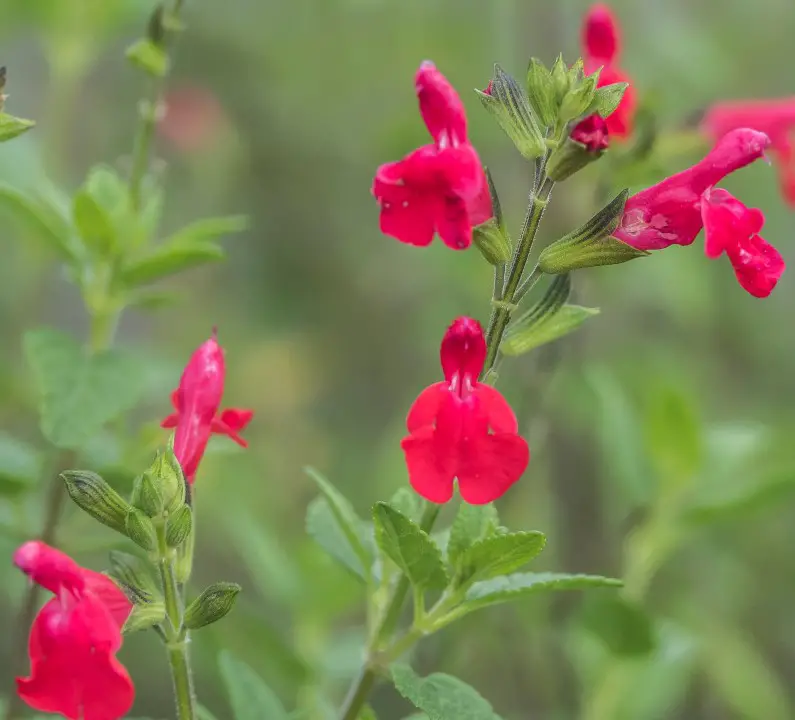 Salvia microphylla ou Salvia rosa usada como planta ornamental ...