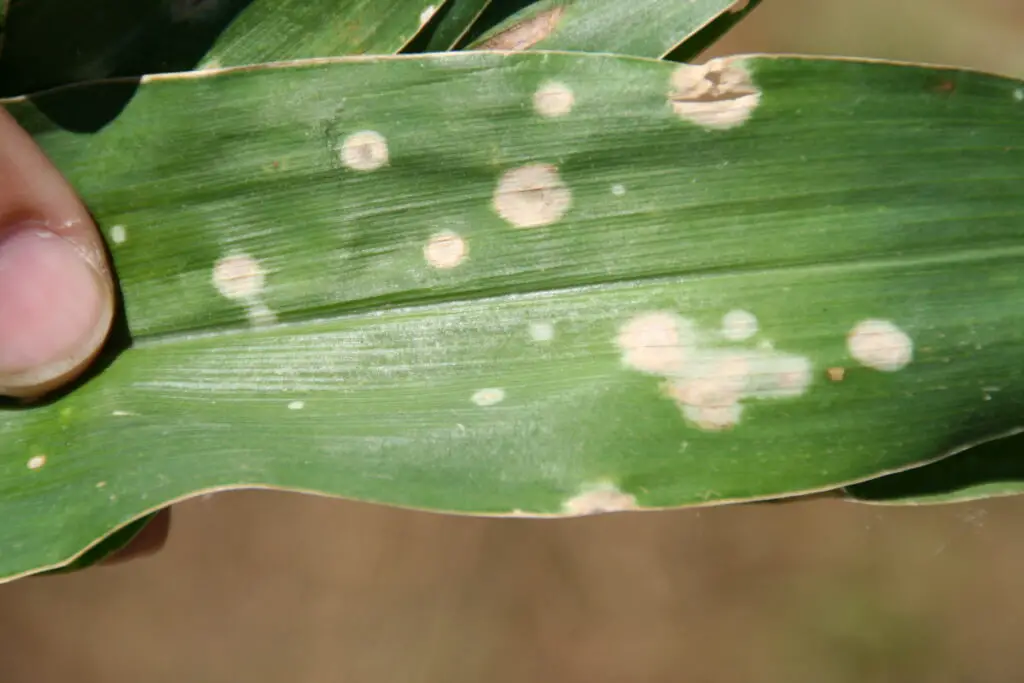 Sweet brown spot corn - Tratamento do milho Sweet leaf spot - Noticias ...