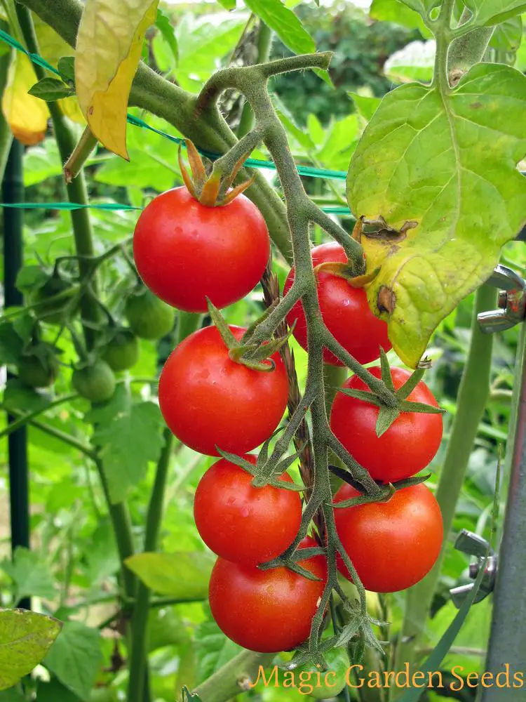 Tomate Solanum lycopersicum - Noticias De Jardim