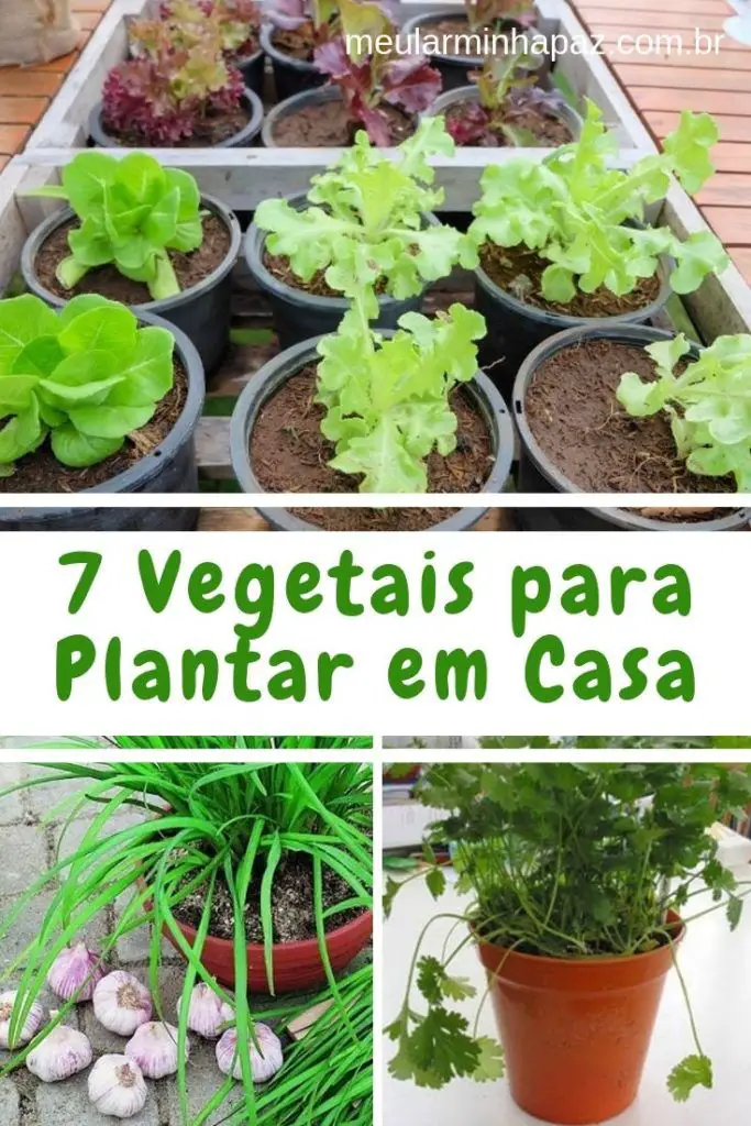 Vegetais que você pode plantar em casa - Noticias De Jardim Vegetais que você pode plantar em casa - Noticias De Jardim