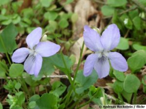 Viola riviniana Violeta de Rivin, Violeta de Rivinus - Noticias De Jardim