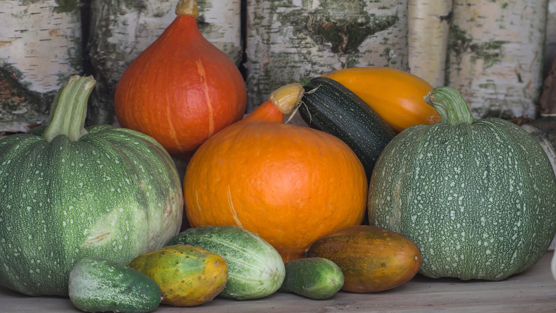 Will Melons meets Pumpkin : Growing Cucurbits Side by Side - Noticias ...