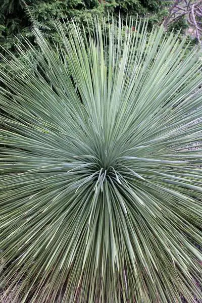 Yucca linearifolia Yucca linear leaf - Noticias De Jardim
