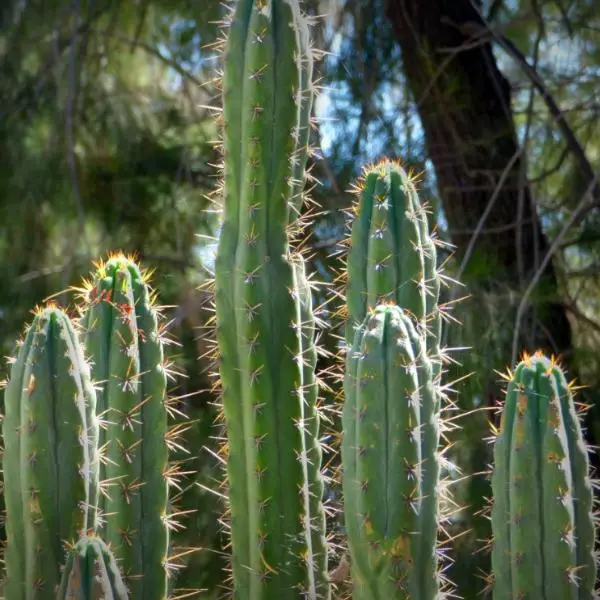 Cacto San Pedro: guia de cuidados e uso - Noticias De Jardim