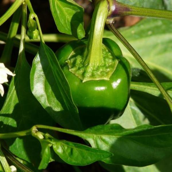 Como cultivar o pimentão rocoto no jardim - Noticias De Jardim