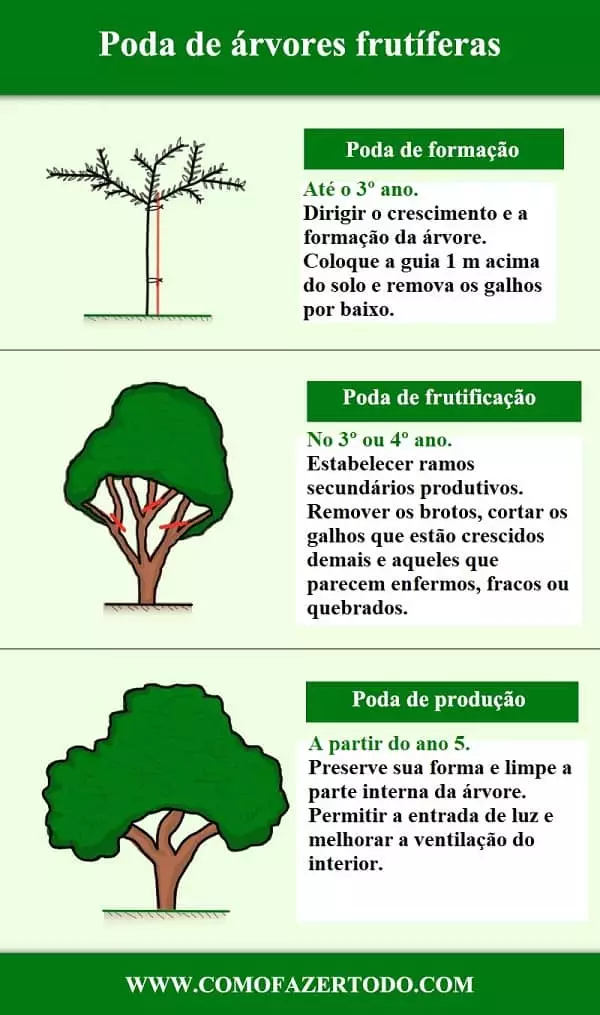 Guia de poda de laranjeiras - Noticias De Jardim Guia de poda de laranjeiras - Noticias De Jardim